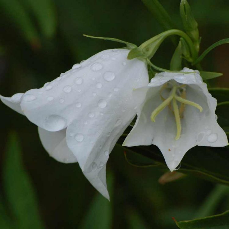 Seminte de Clopotei Campanula Persicifolia Pure White