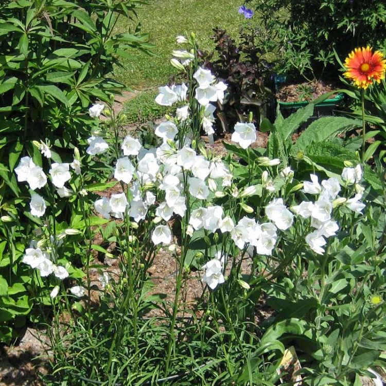 Seminte de Clopotei Campanula Persicifolia Pure White