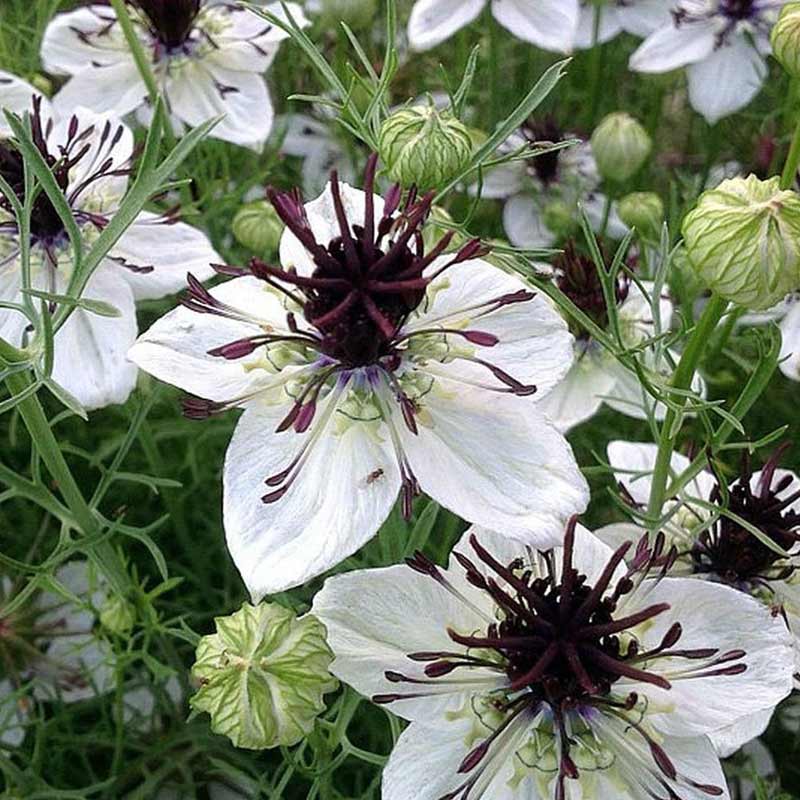 Seminte de Nigella Papillosa African Bride (Negrilica / Nigelia)