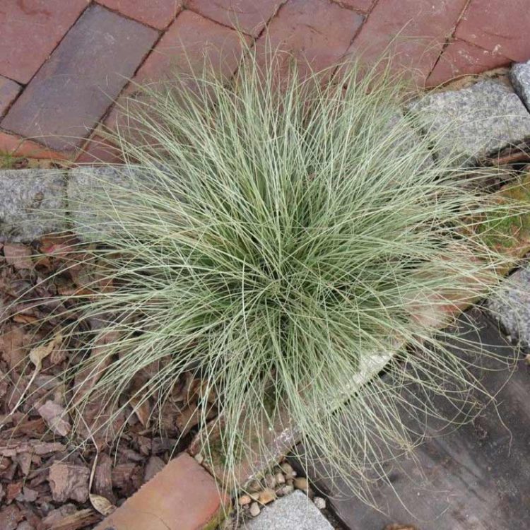 Seminte de Carex Comans Amazon Mist (Rogoz Decorativ)