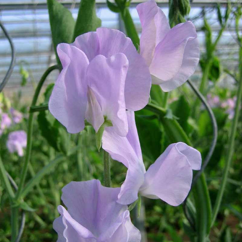 Seminte de Lathyrus Odoratus Winter Sunshine Mauve (Mazariche Parfumata)
