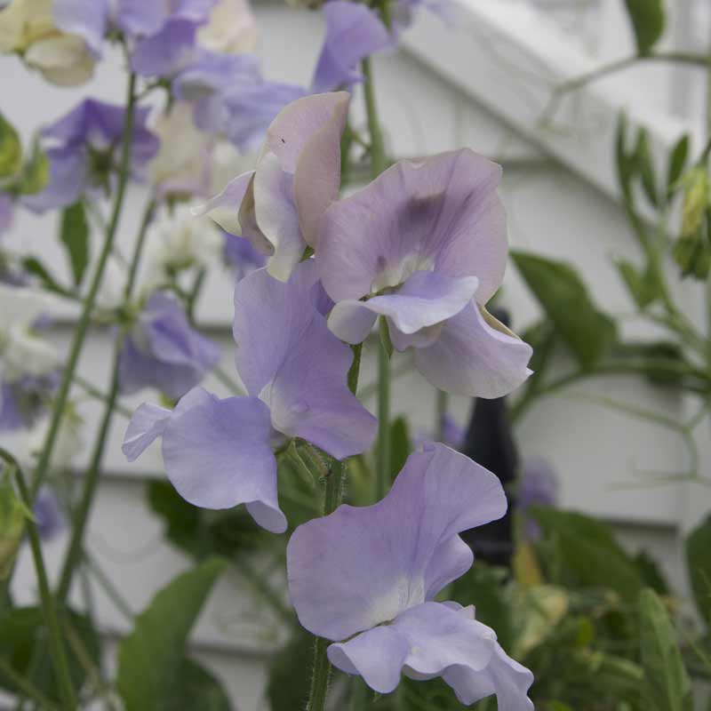 Seminte de Lathyrus Odoratus Winter Sunshine Mauve (Mazariche Parfumata)