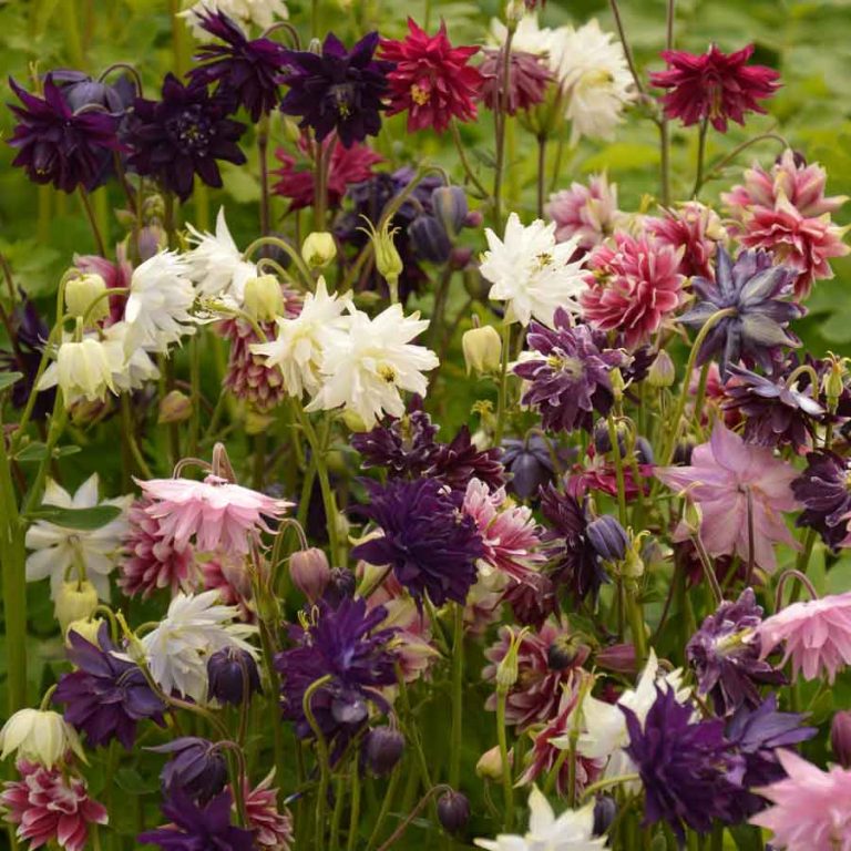 Seminte de Caldaruse Batute Aquilegia Vulgaris Barlow Mixed