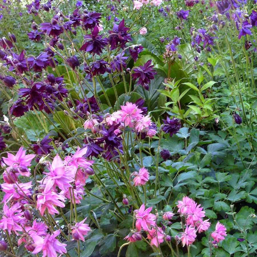 Seminte de Aquilegia Barlow Mixed (Caldaruse - Mix culori)