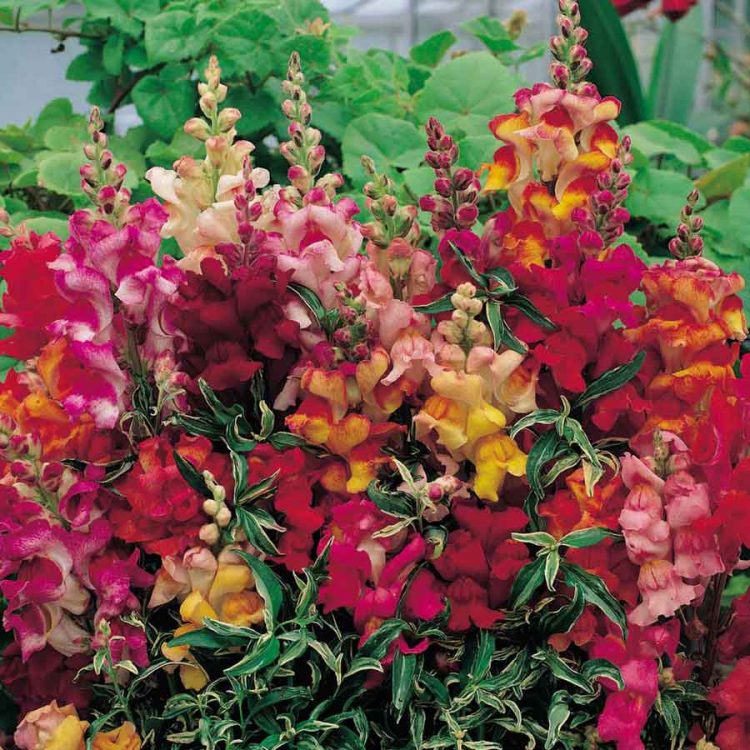 Seminte de Gura Leului Antirrhinum Snap Happy Mixed