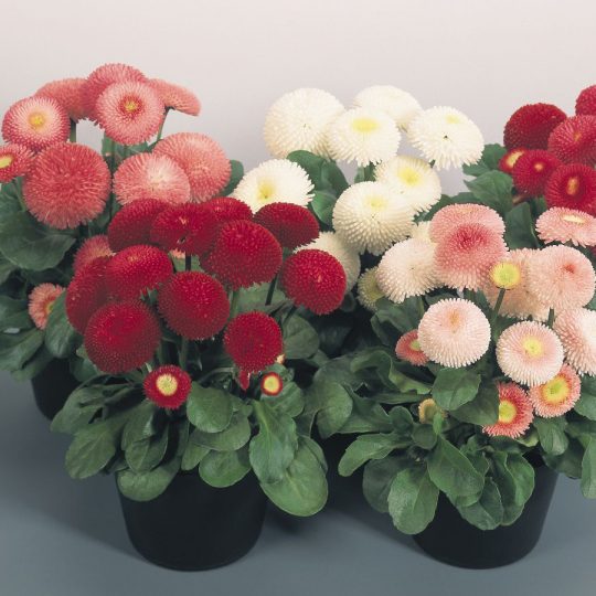 Seminte de Banutei Bellis Perennis Tasso Mix - SeminteFlori.com