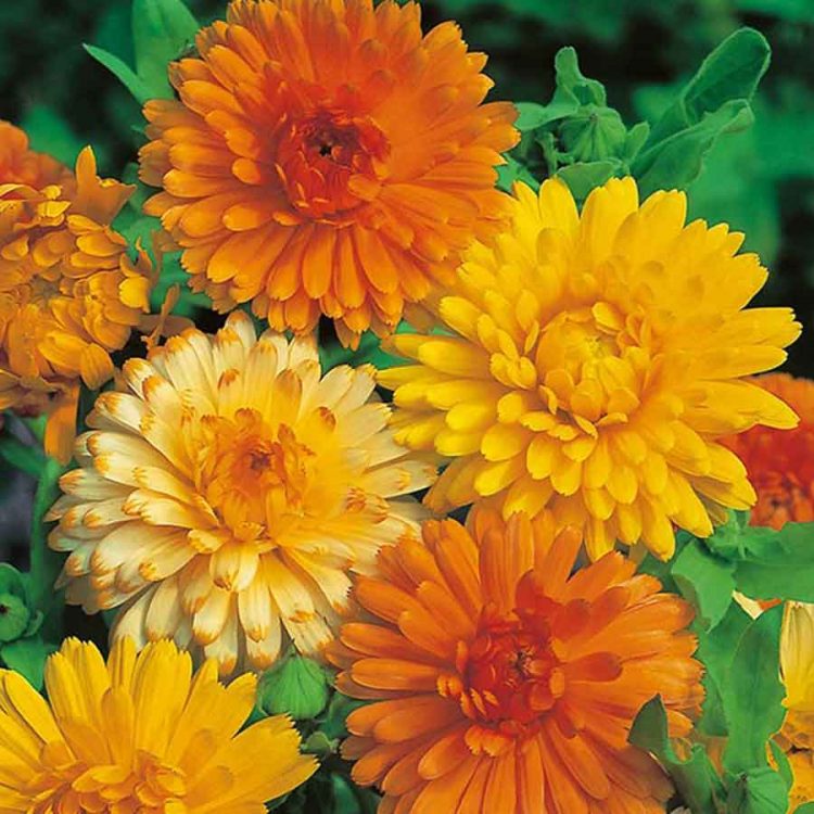 Seminte de Galbenele Calendula Art Shades Mixed