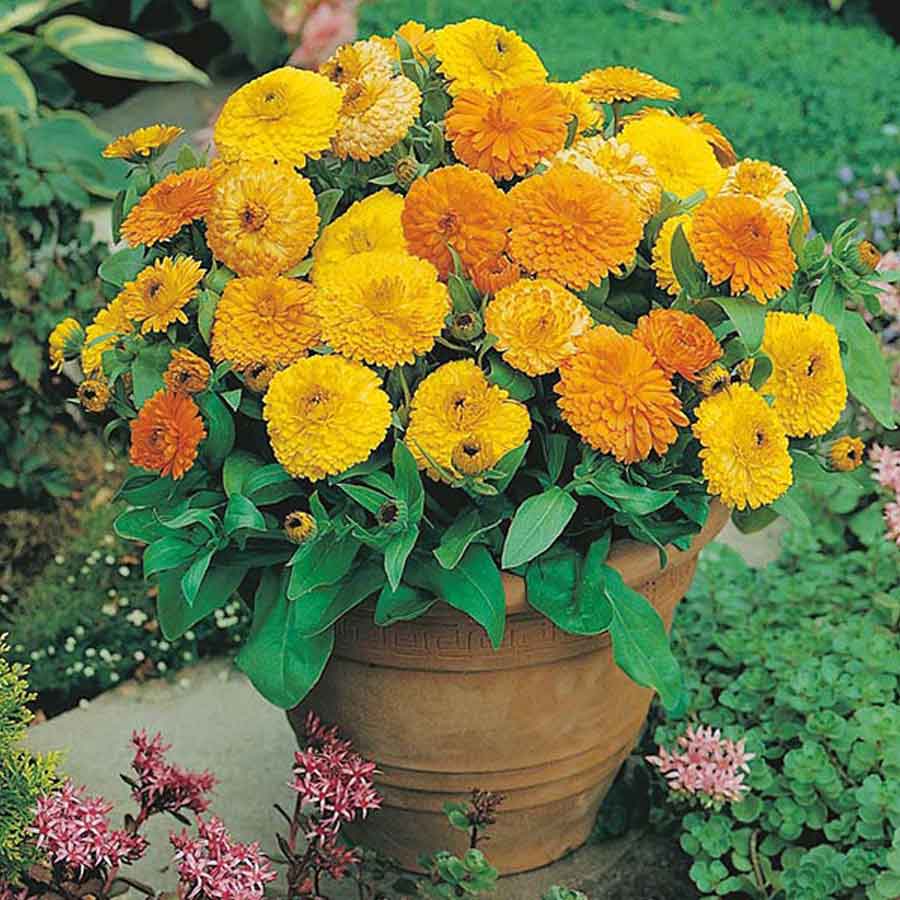 Seminte de Galbenele Calendula Art Shades Mixed
