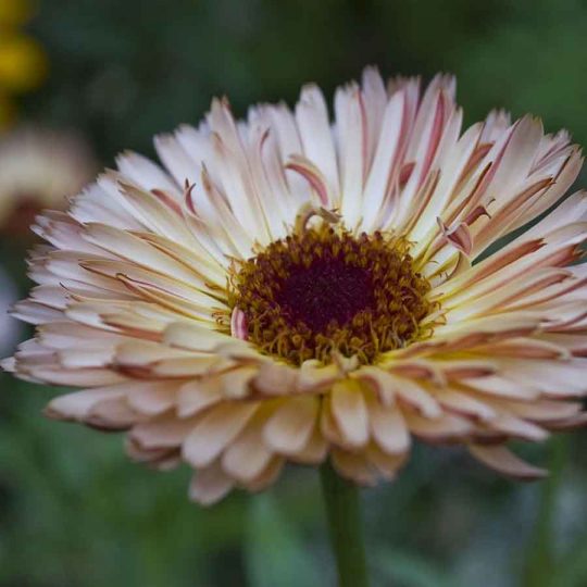 Seminte de Galbenele Calendula Officinalis Sherbet Fizz