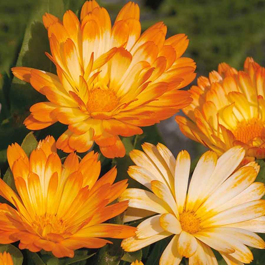 Seminte de Galbenele Calendula Oopsy Daisy - Seminte Profesionale