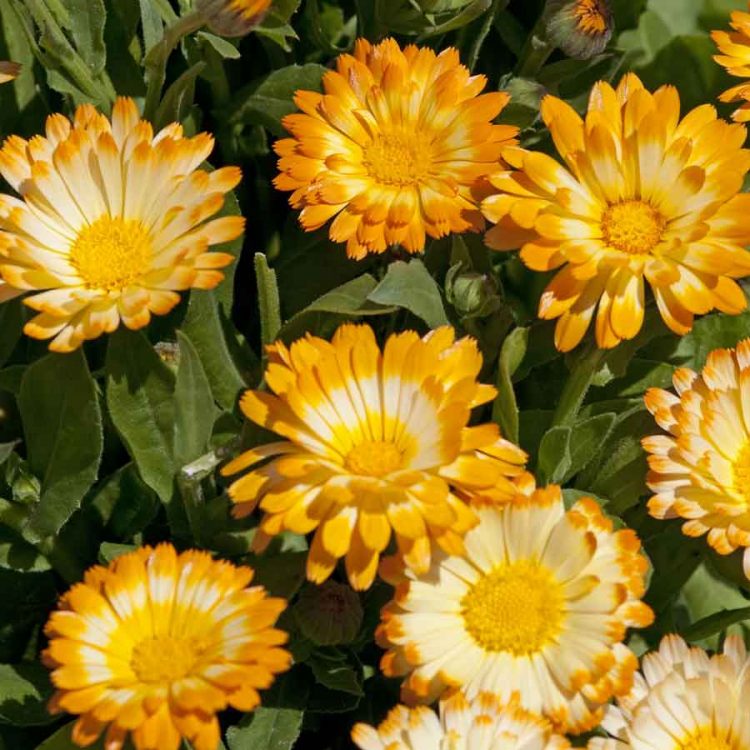Seminte de Galbenele Calendula Oopsy Daisy - Seminte Profesionale