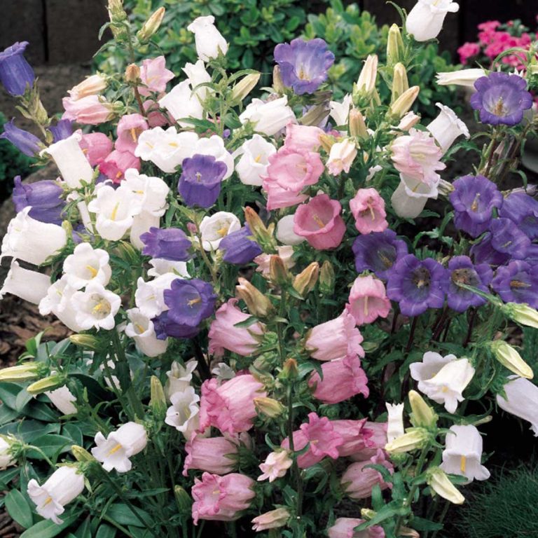 Seminte de Clopotei Campanula Medium Single Canterbury Bells