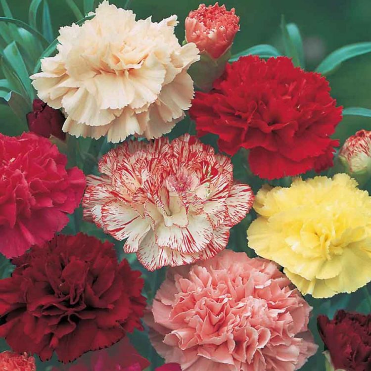 Seminte de Carnation Giant Chabaud Mixed (Garoafa de Gradina)