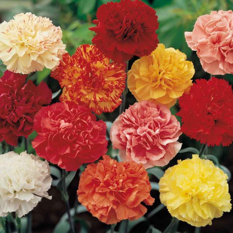 Seminte de Garoafe Carnation Chabaud Mixed - Dianthus Caryophyllus