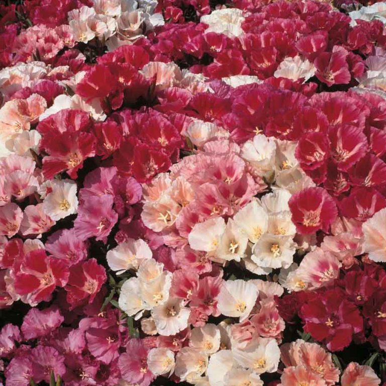 Seminte de Godetia Dream Double Mix (Azalee, Azalee de Gradina)