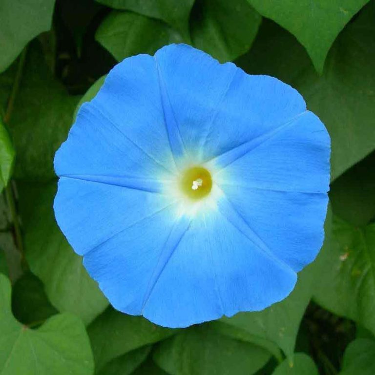 Seminte de Zorele Ipomoea Tricolor Heavenly Blue