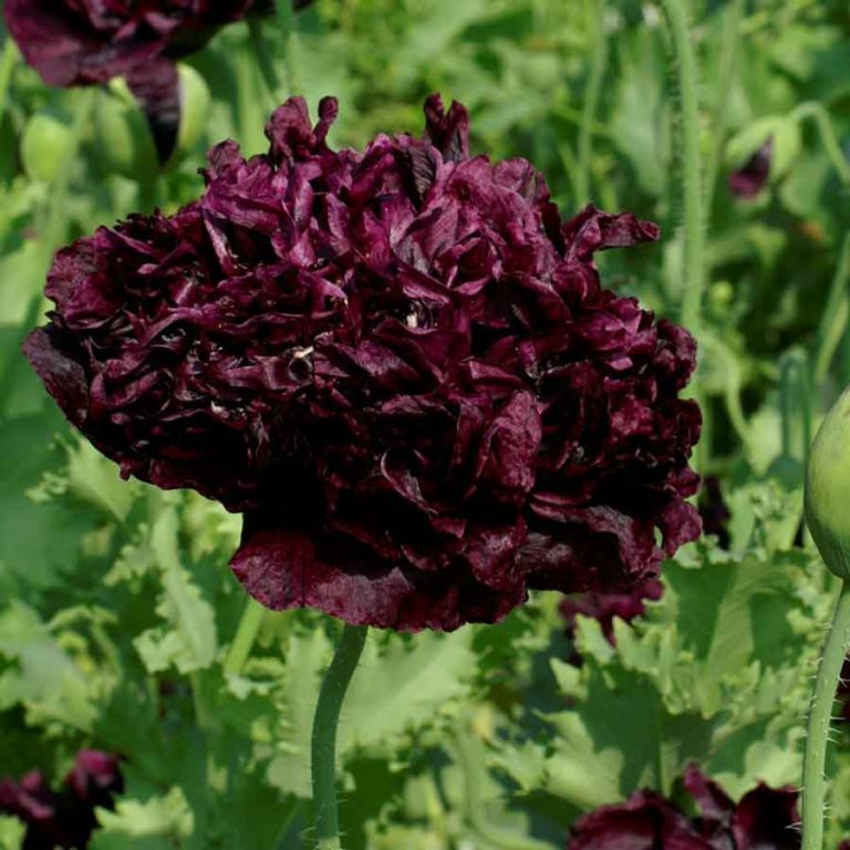 Seminte de Mac Negru Poppy Papaver Somniferum Black Peony