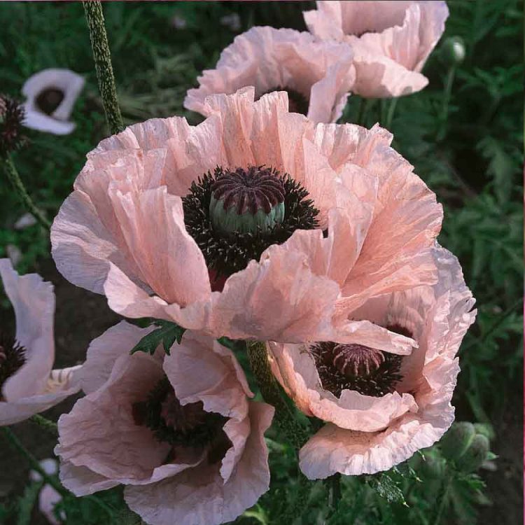 Seminte de Mac Poppy Papaver Coral Reef - Seminte Profesionale