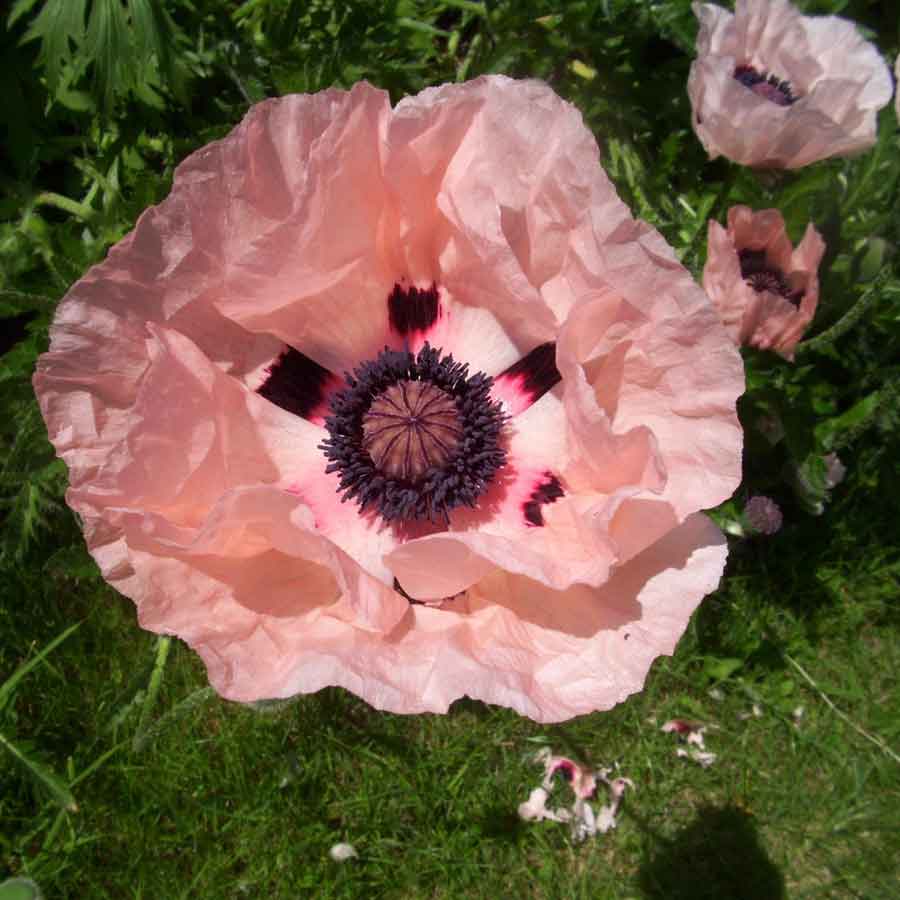 Seminte de Mac Poppy Papaver Coral Reef - Seminte Profesionale