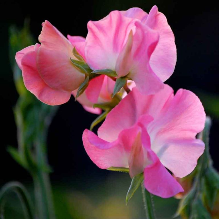 Seminte de Mazariche Parfumata Sweet Pea Mrs R Bolton
