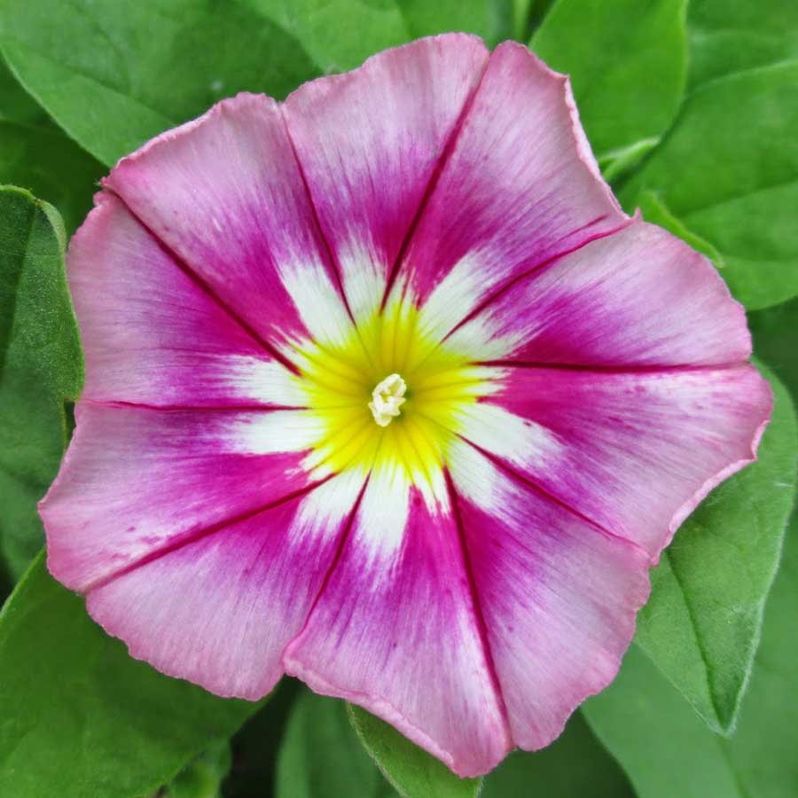 Seminte de Zorele Pitice Convolvulus Tricolor Mixed Dwarf Morning Glory