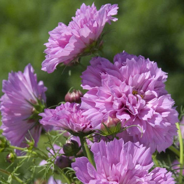 Seminte de Fluturasi Cosmos Bipinnatus Double Click Rose Bonbon