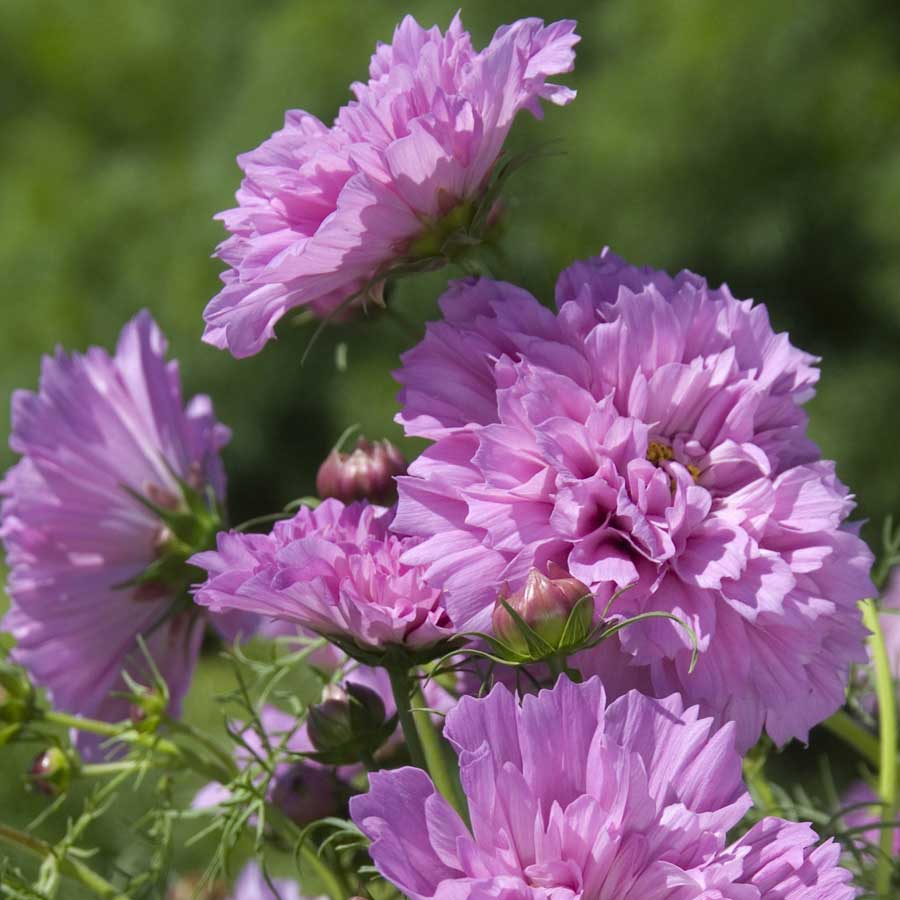 Seminte de Fluturasi Cosmos Bipinnatus Double Click Rose Bonbon