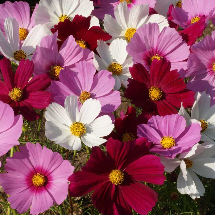 Seminte de Cosmos Sensation Mixed (Fluturasi, Margarete Mexicane)