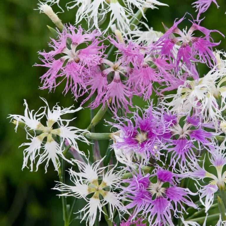 Seminte de Garoafe de Munte Dianthus Hybridus Rainbow Loveliness