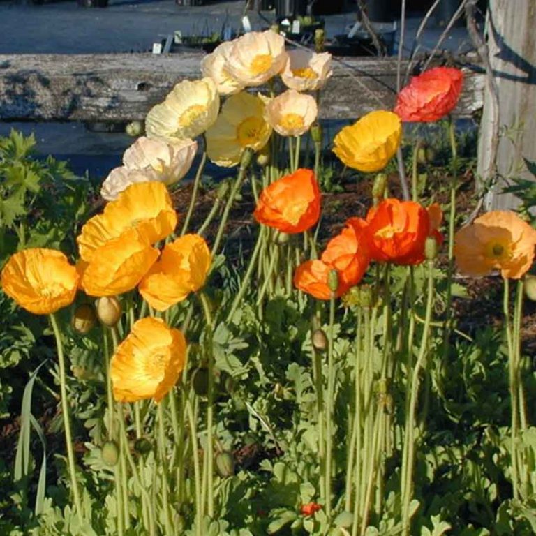 Seminte de Mac Islandez Poppy Excelsior Iceland Mixed