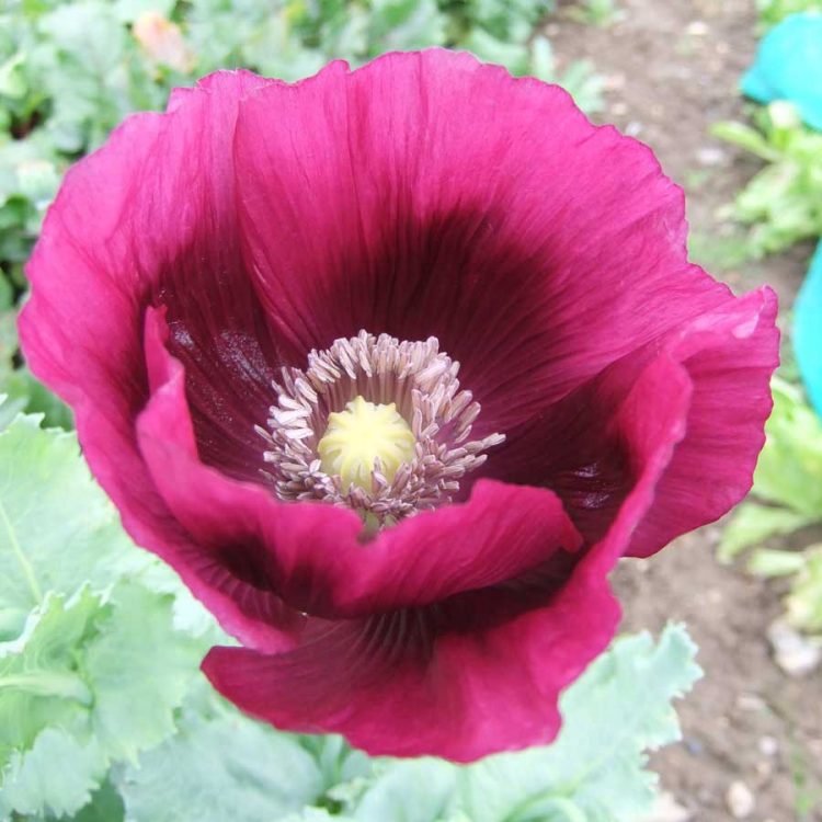 Seminte de Poppy Papaver Somniferum Laurens Grape (Mac de Gradina)