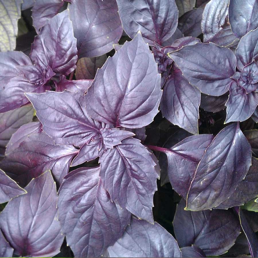 Seminte de Busuioc Sweet Basil Purple Ocimum Basilicum Dark Opal