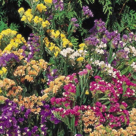 Seminte de Saraturica Statice Pacific Limonium Sinuatum Mix