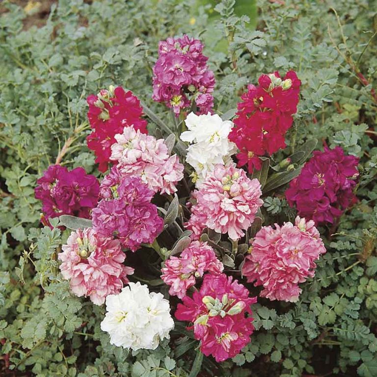 Seminte de Mixandre Matthiola Incana Brompton Mixed (Winter Stock)