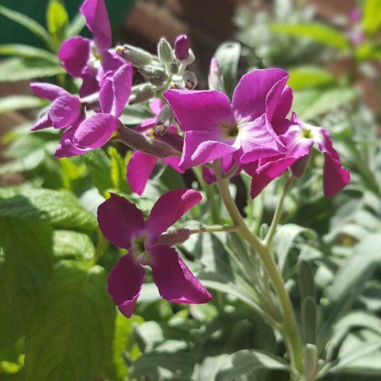 Seminte de Mixandre Stock Night Scented Matthiola Bicornis