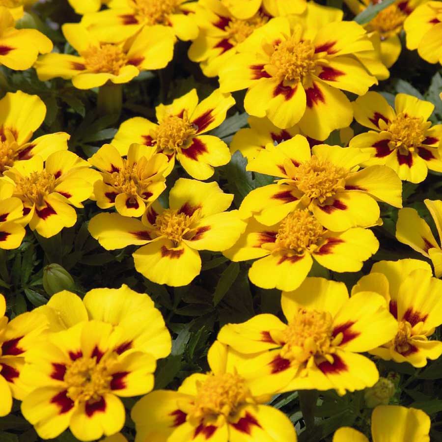 Seminte de Craite Marigold French Starfire Tagetes Tenuifolia