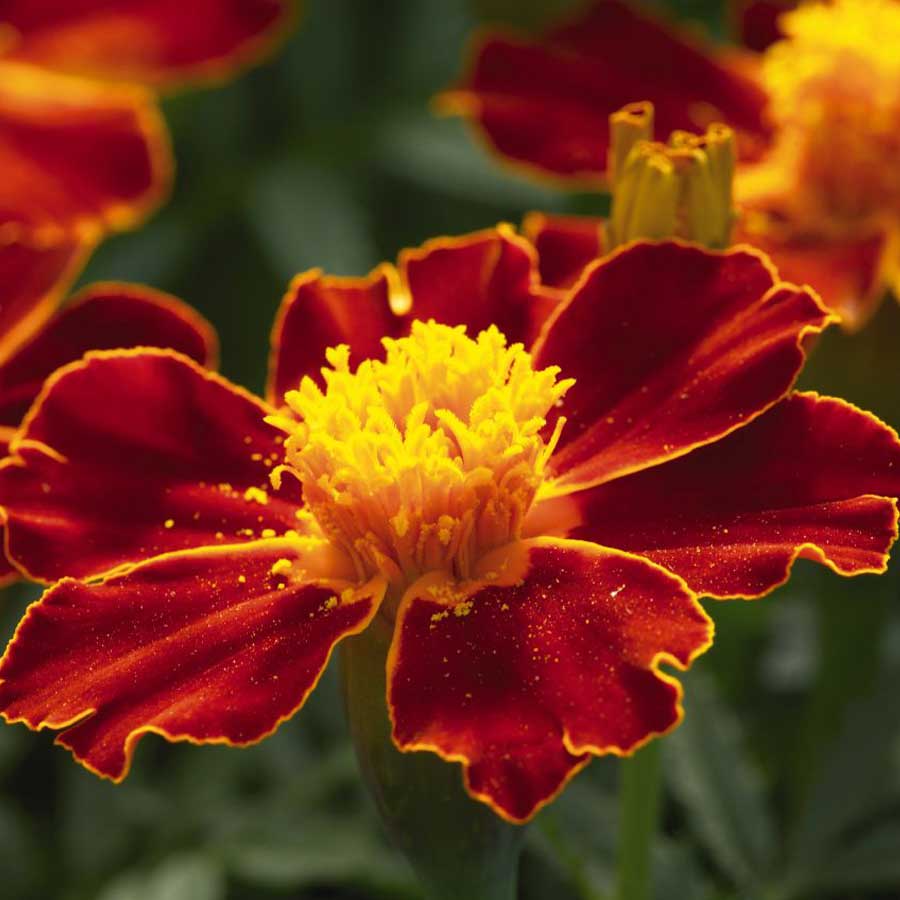 Seminte de Craite Tagetes Starfire - Seminte de Flori Profesionale