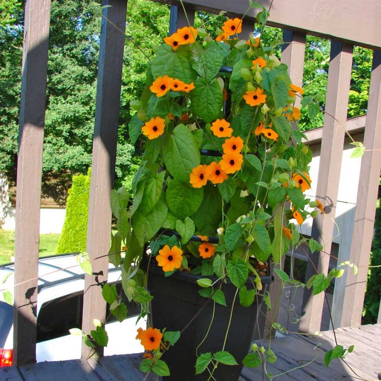 Seminte de Suzana cu Ochi Negri Thunbergia Alata Black Eyed Susan