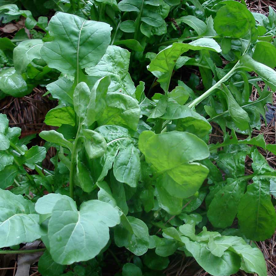 Seminte de Rucola Salad Rocket Wasabi Rucola Coltivata