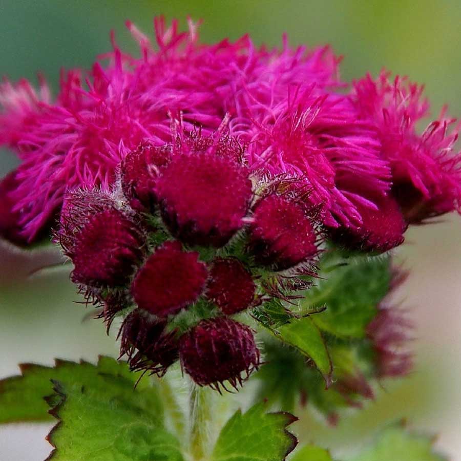 Seminte de Ageratum Red Sea (Pufuleti rosii) - Seminte Profesionale