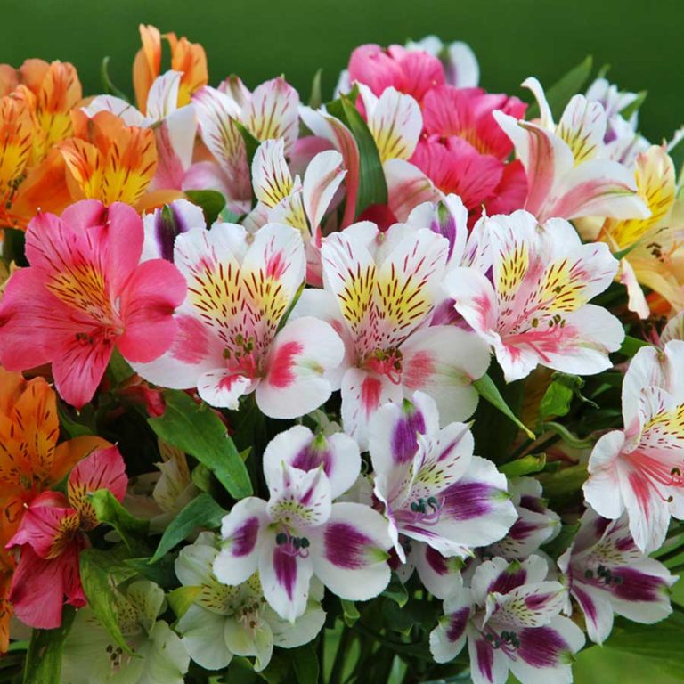 Seminte de Alstroemeria Ligtu Hybrids (Crin Peruvian, Crin Incas)