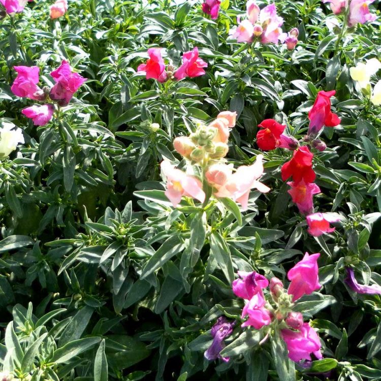 Seminte de Antirrhinum Magic Carpet (Gura Leului Pitica, Floare Dragon)