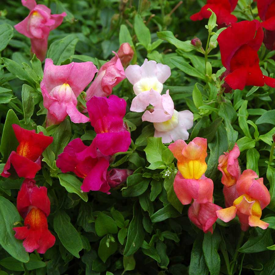 Seminte de Gura Leului Pitica Antirrhinum Magic Carpet