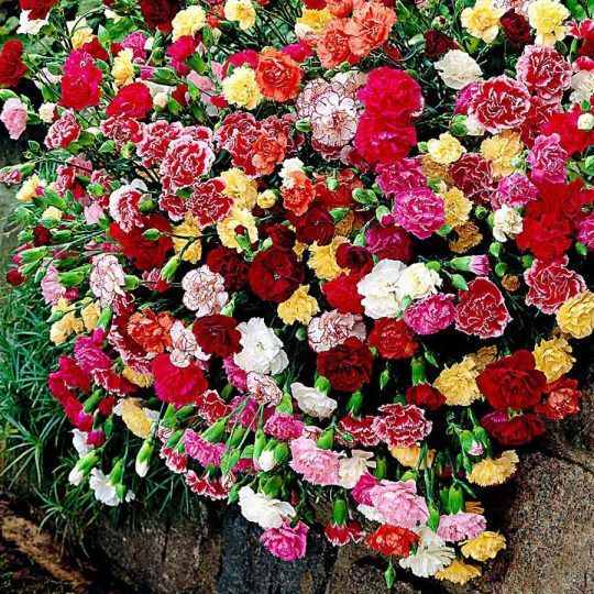 Seminte de Garoafe de Gradina Carnation Hardy Border Mixed