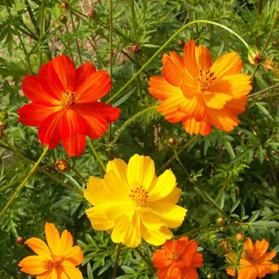 Seminte de Fluturasi Cosmos Sulphureus Brightness Mixed