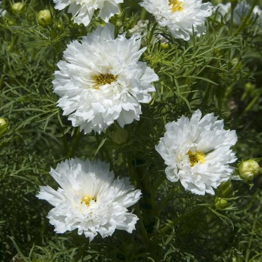 Seminte de Fluturasi Cosmos Bipinnatus Double Click Snow Puff