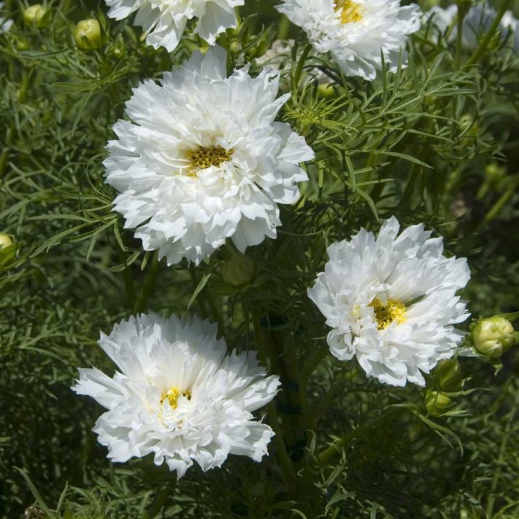 Seminte de Fluturasi Cosmos Bipinnatus Double Click Snow Puff