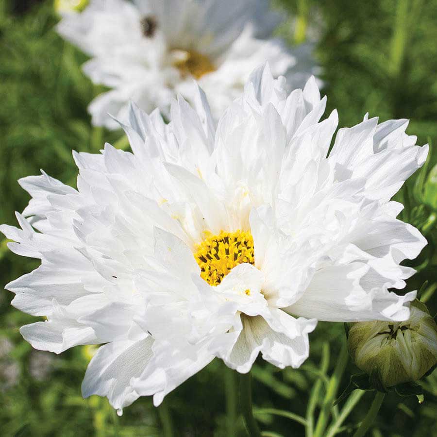Cosmos Double Click Snowpuff (Fluturasi, Margarete Mexicane)