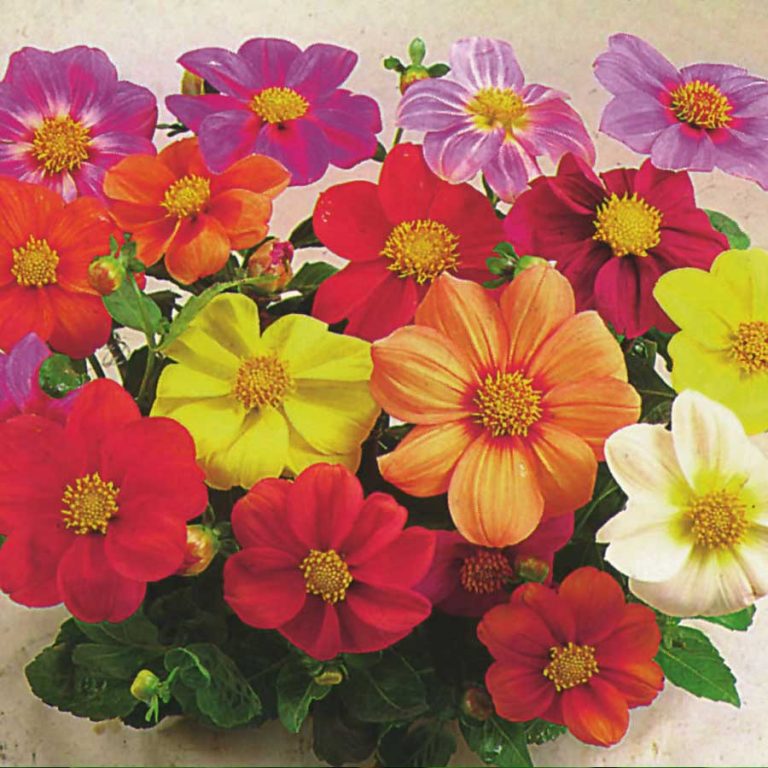 Seminte de flori anuale - Seminte de flori profesionale