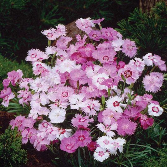 Seminte de Garofite Pitice Dianthus Plumarius Single Flowered Mixed